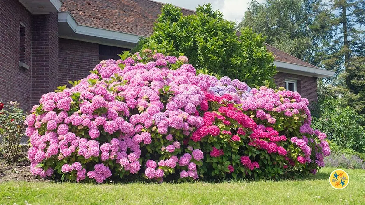 Apportez de la Couleur à votre Jardin avec ces Plantes Éblouissantes