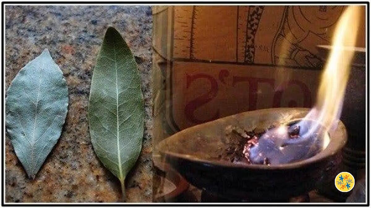 Brûler Des Feuilles de Laurier : Que va-t-il vous Apporter