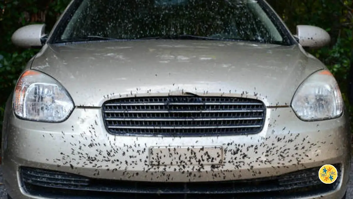 Insectes sur la Face Avant de la Voiture : Comment les Éliminer?