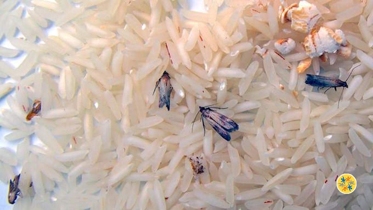 21 Aliments Attirant les Mites dans les Placards et Comment les Prévenir