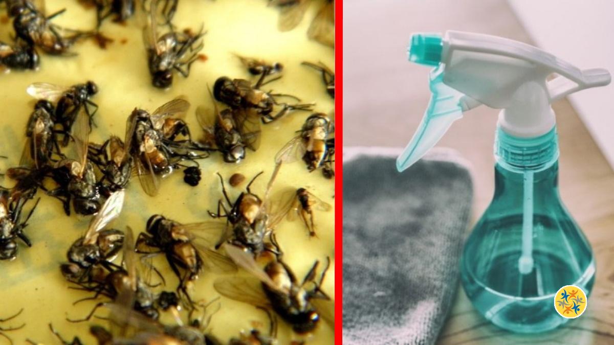 5 Etapes pour se Débarrasser des Mouches Rapidement et Définitivement