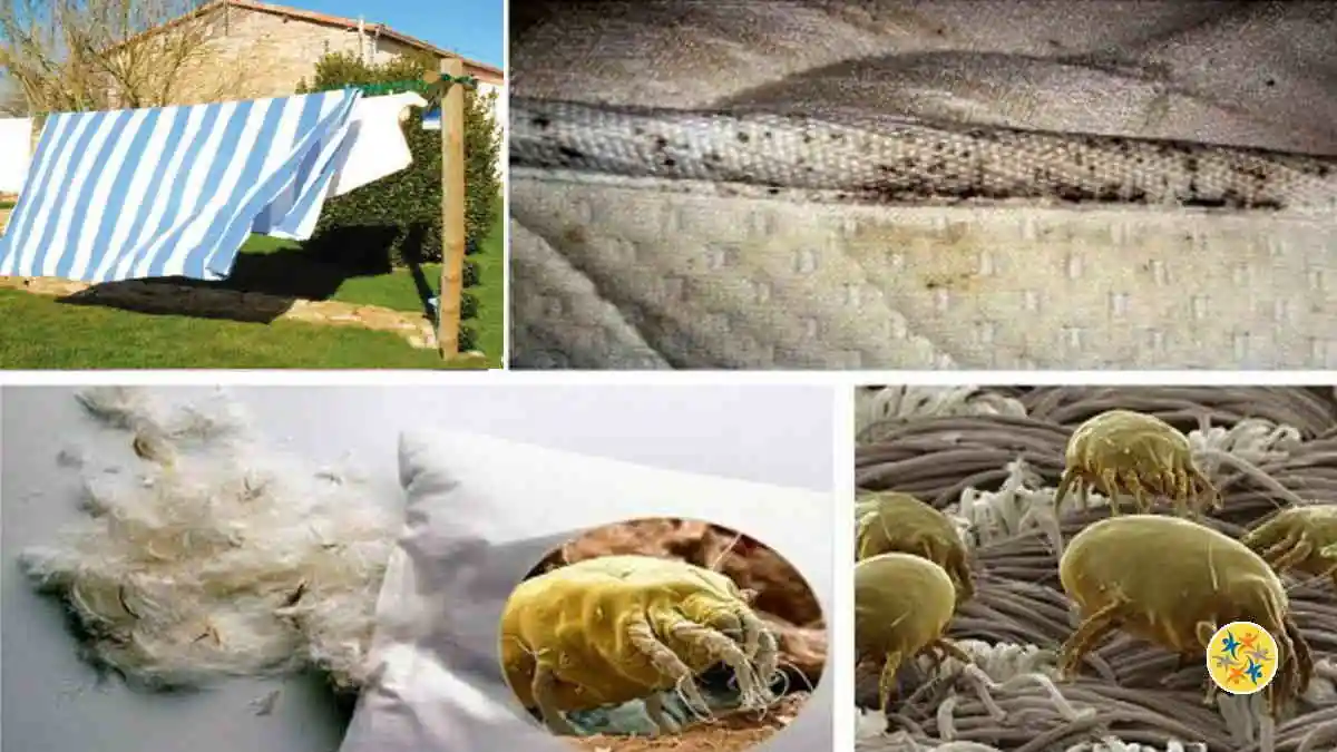 2 Astuces pour Éliminer les Acariens du lit