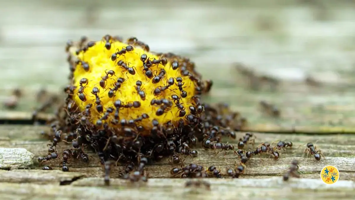 Astuces Naturelles et Efficaces pour Éloigner les Fourmis de Votre Maison