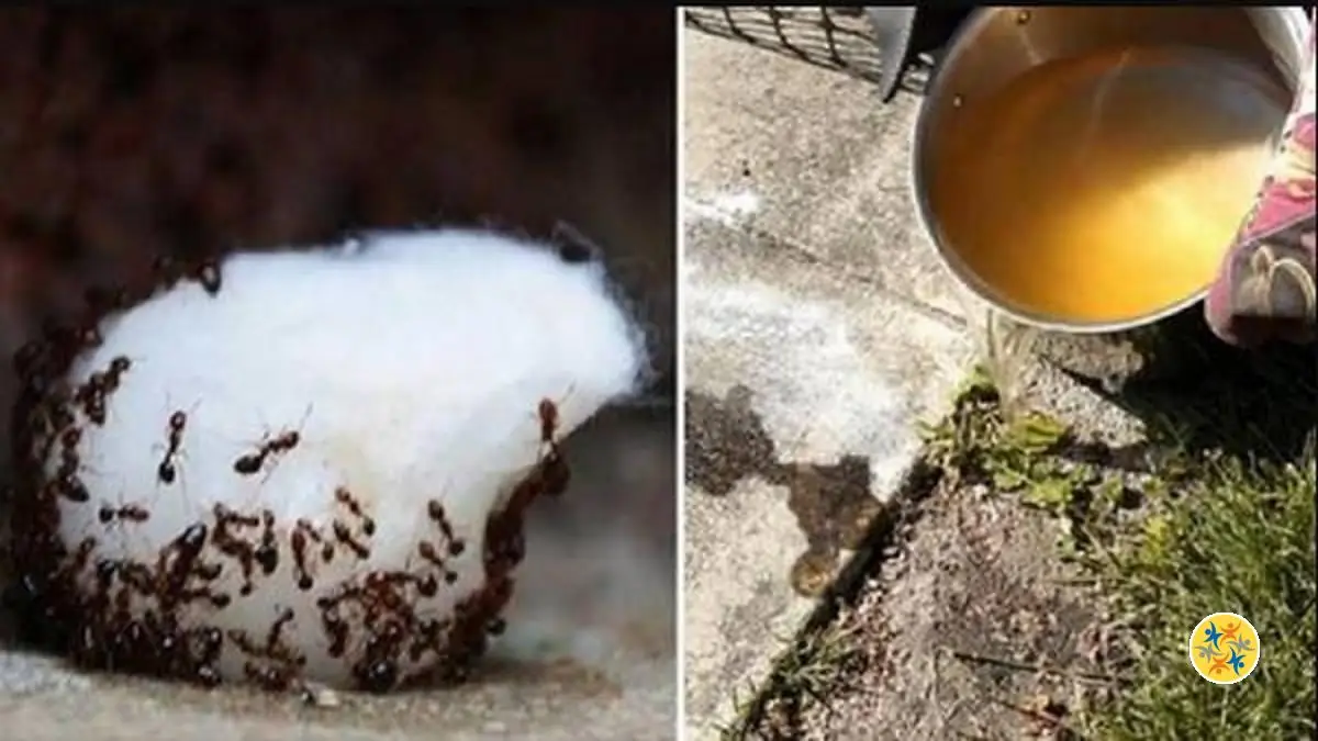 8 Astuces pour Repousser les Fourmis de la Maison et du Jardin