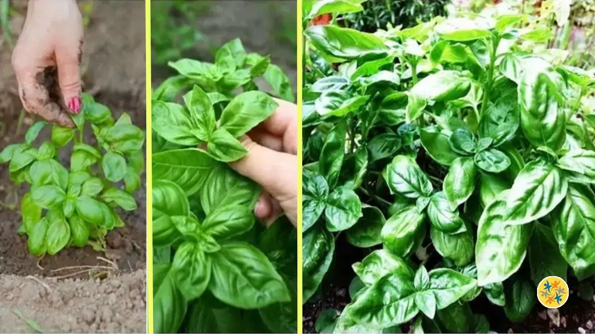 Le basilic : conseils pratiques pour réussir sa plantation