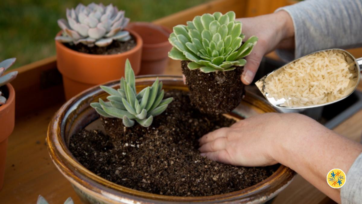 2 Bienfaits du Riz Nutritif pour toutes vos Plantes à Fleurs