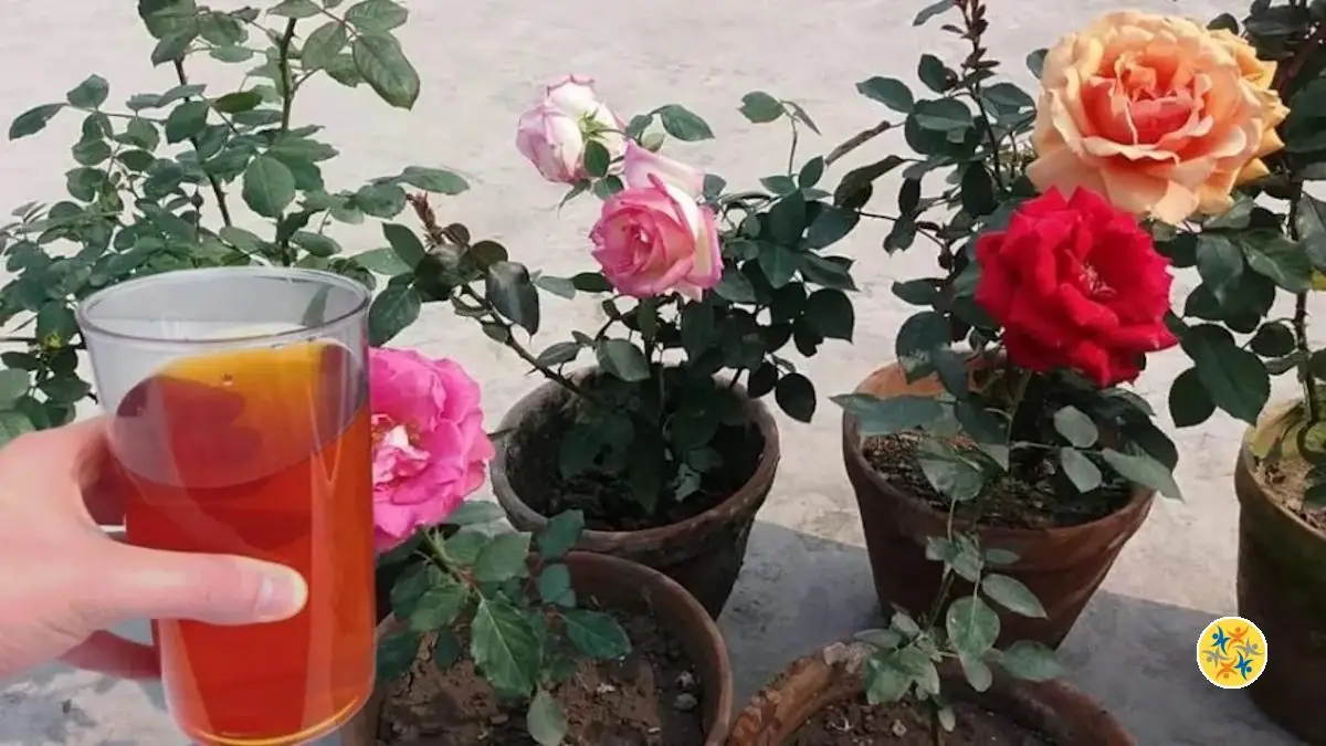 Comment Booster la Floraison des Plantes?