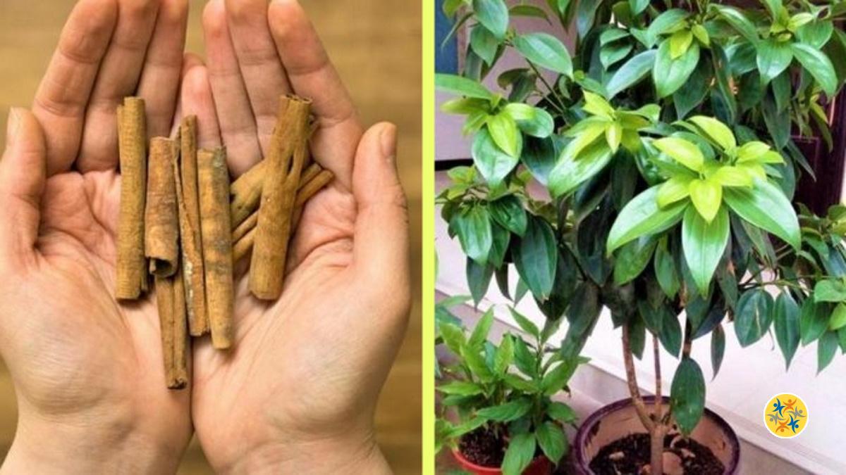 Cannelier : Comment le Planter Facilement à la Maison