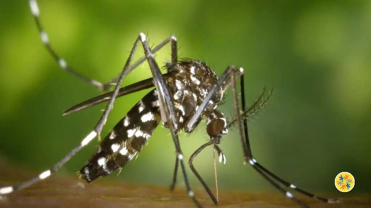 4 Éléments Attirants les Moustiques Que Vous Devez Connaitre