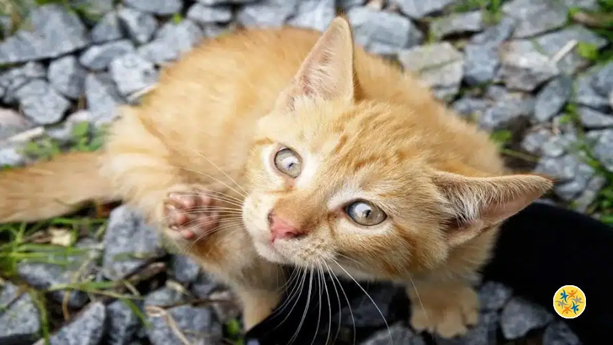 5 Traitements Anti-puces à base de Substances Naturelles