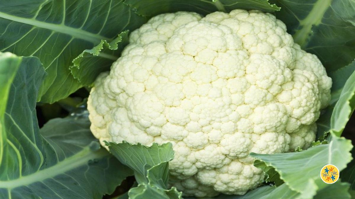 10 Conseils pour des Choux-Fleurs Épanouis et Savoureux