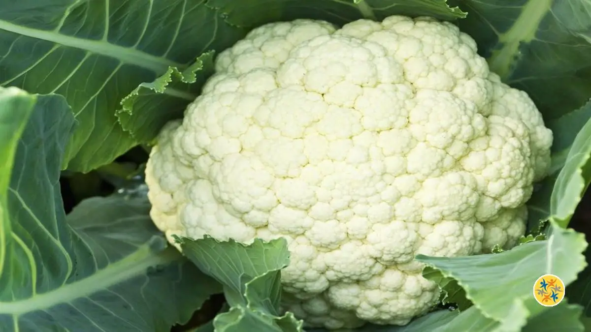 10 Conseils pour des Choux-Fleurs Épanouis et Savoureux