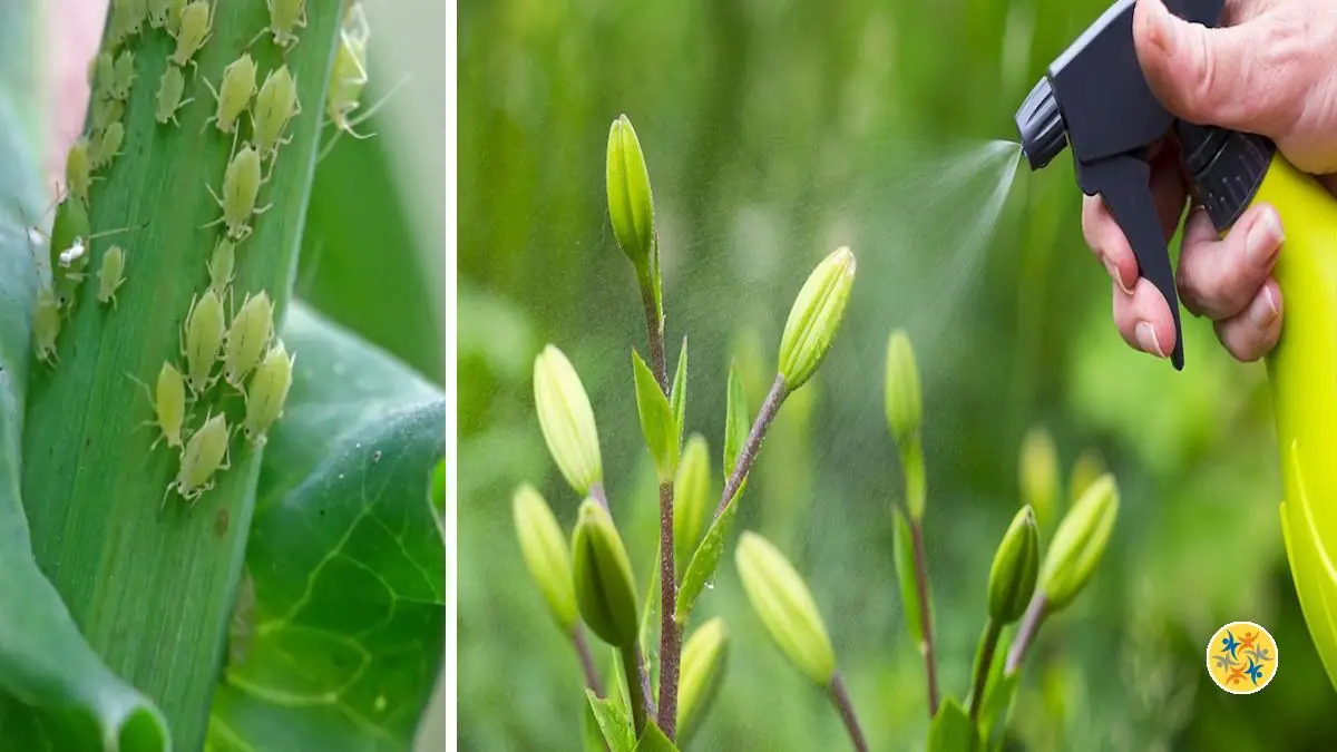 Comment éliminer les pucerons naturellement et protéger nos plantes