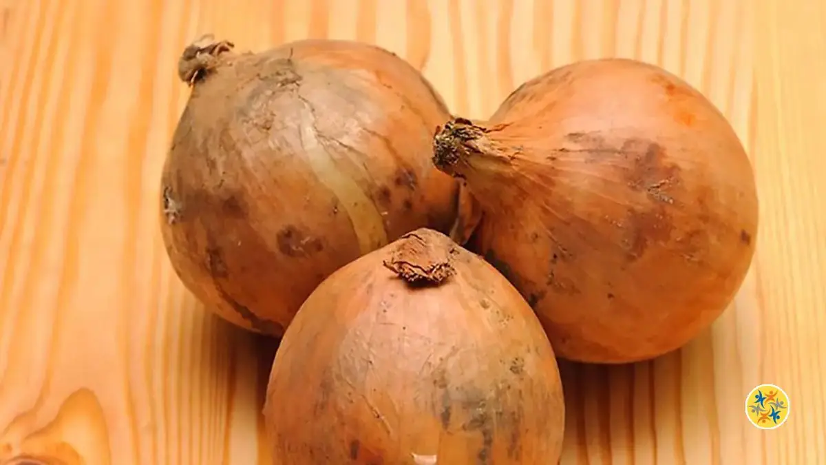 3 Conseils pour Conserver les Oignons dans les Meilleures Conditions