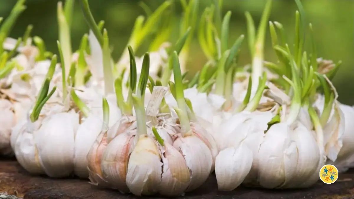Réussissez la Plantation d'Ail à la Maison et Ayez une Récolte Infinie
