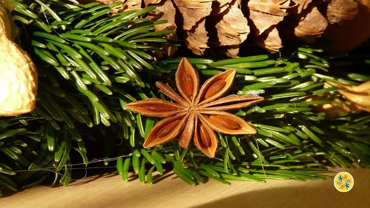 Culture de l'Anis: Les Conseils des Experts