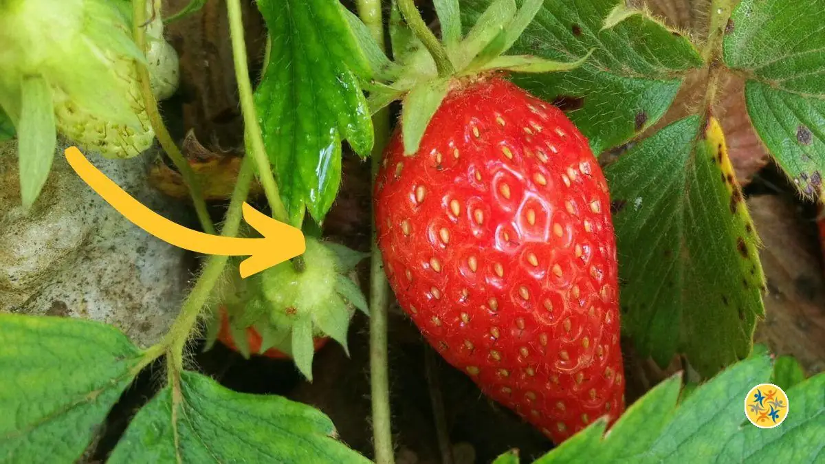 Récolter de Délicieuses Fraises Biologiques: Nos Conseils Pratiques