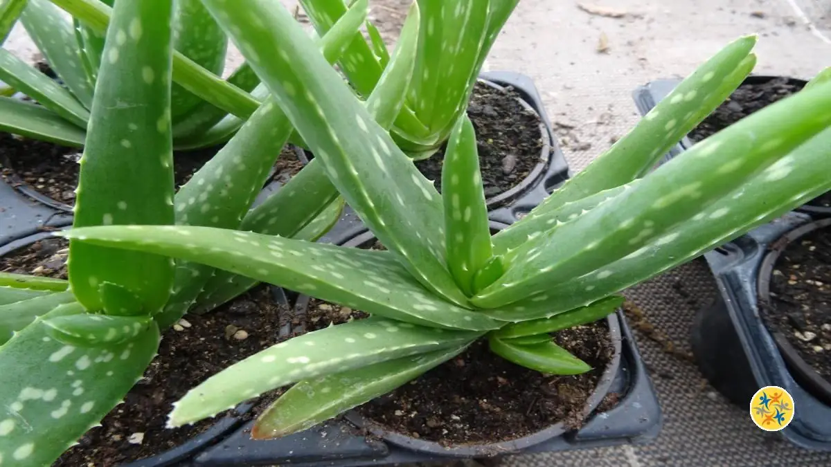 Faire Pousser l’Aloe Vera Efficacement avec 4 Conseils d’Experts Jardiniers Faire Pousser l’Aloe Vera Efficacement avec 4 Conseils d’Experts Jardiniers
