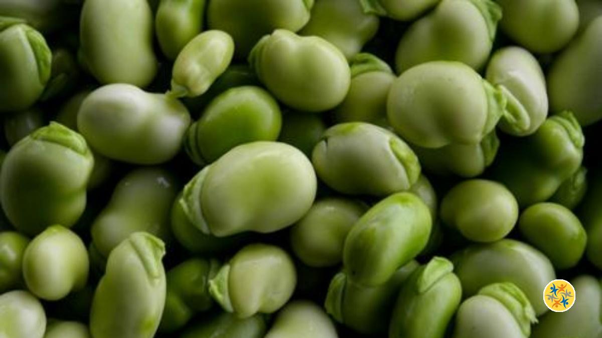 6 Conseils Précieux pour des Fèves bien Cultivées, Fraîches et en Bonne ...