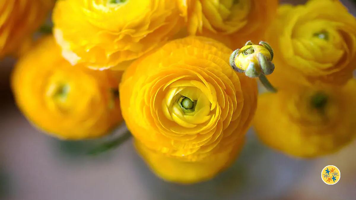 La Fameuse Renoncule et 6 Conseils de Plantation