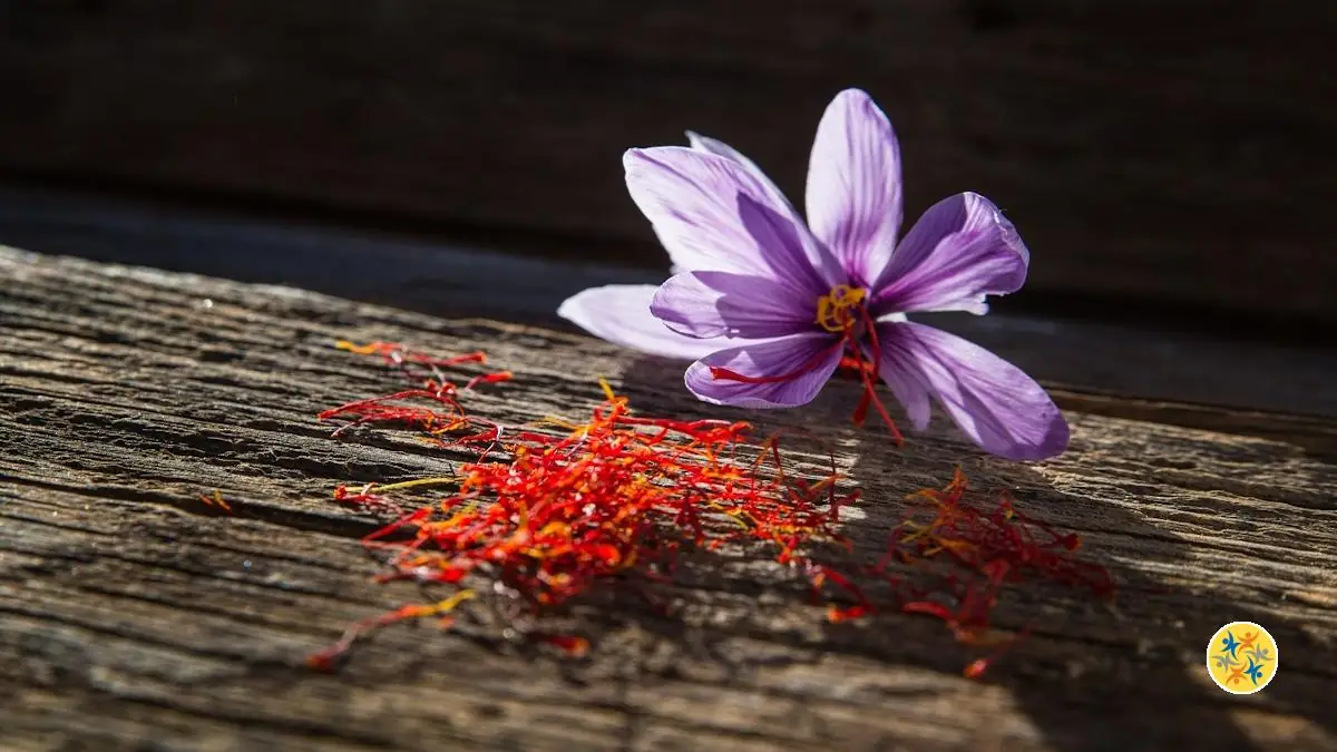 Réussissez la Plantation du Safran à la Maison et Obtenez Une Mine D'or