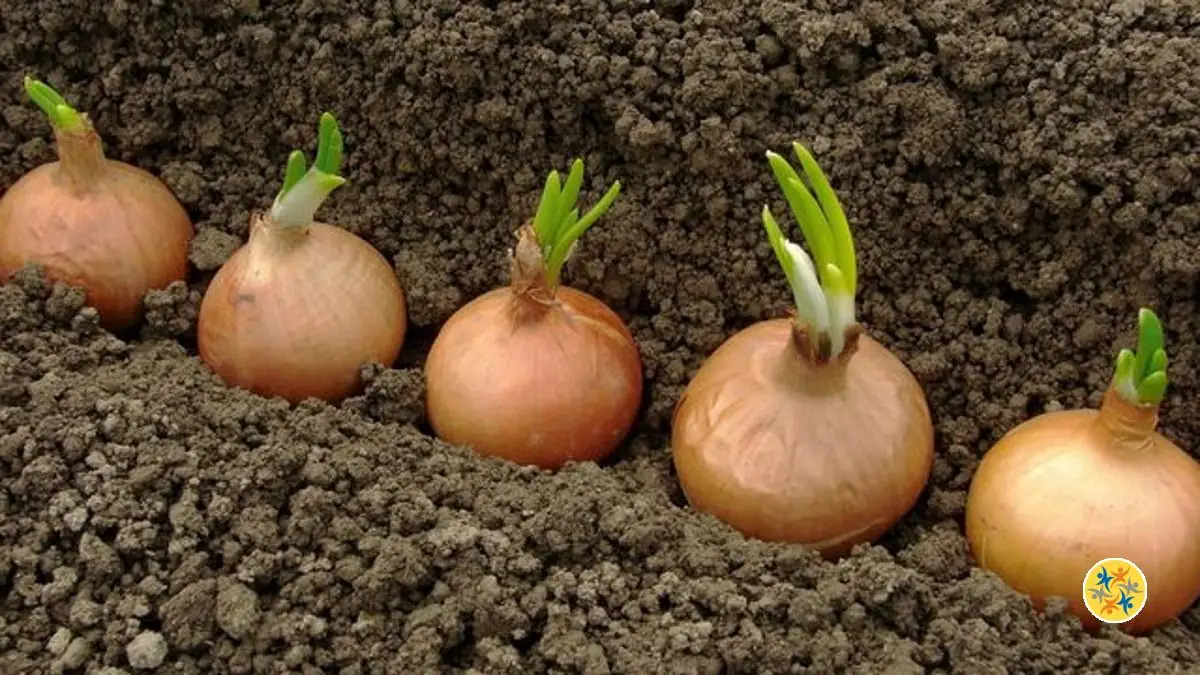 5 Conseils Essentiels pour Planter et Cultiver des Oignons