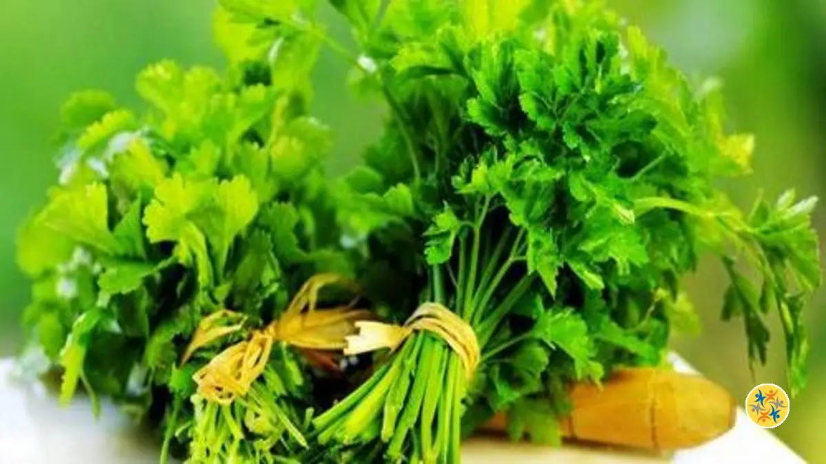 Savoir Planter du Persil en Suivant ces 6 Conseils