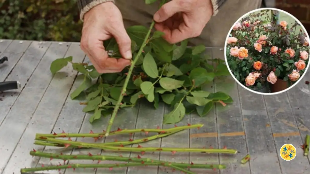 5 Conseils Pour Multiplier les Roses et en Avoir des Centaines