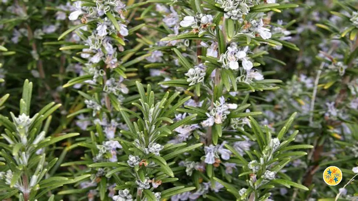 Le Romarin et les Conseils d'Experts pour le Faire pousser