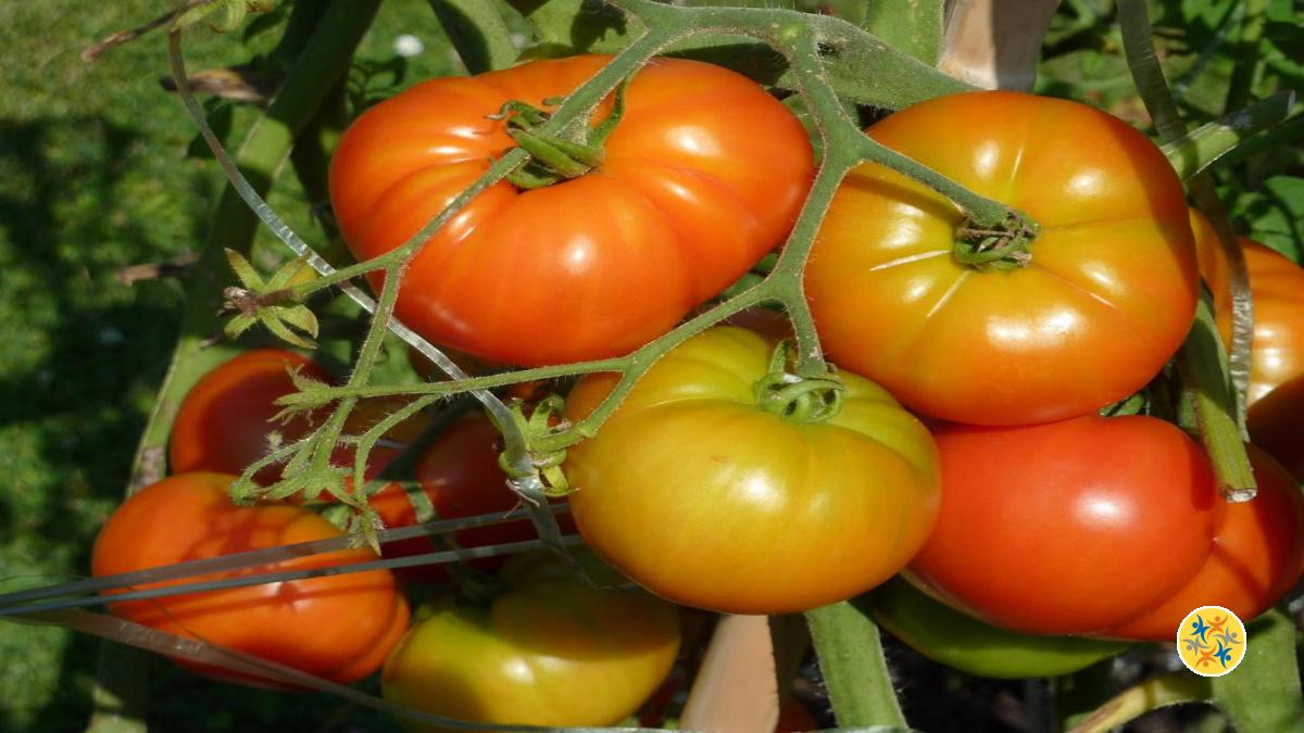 Récoltez de Grosses Tomates Dans Votre Potager Grâce à Ces 5 Conseils ...