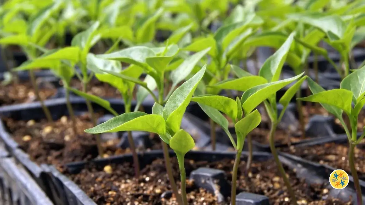 5 Conseils de Semis pour les Débutants au Jardinage