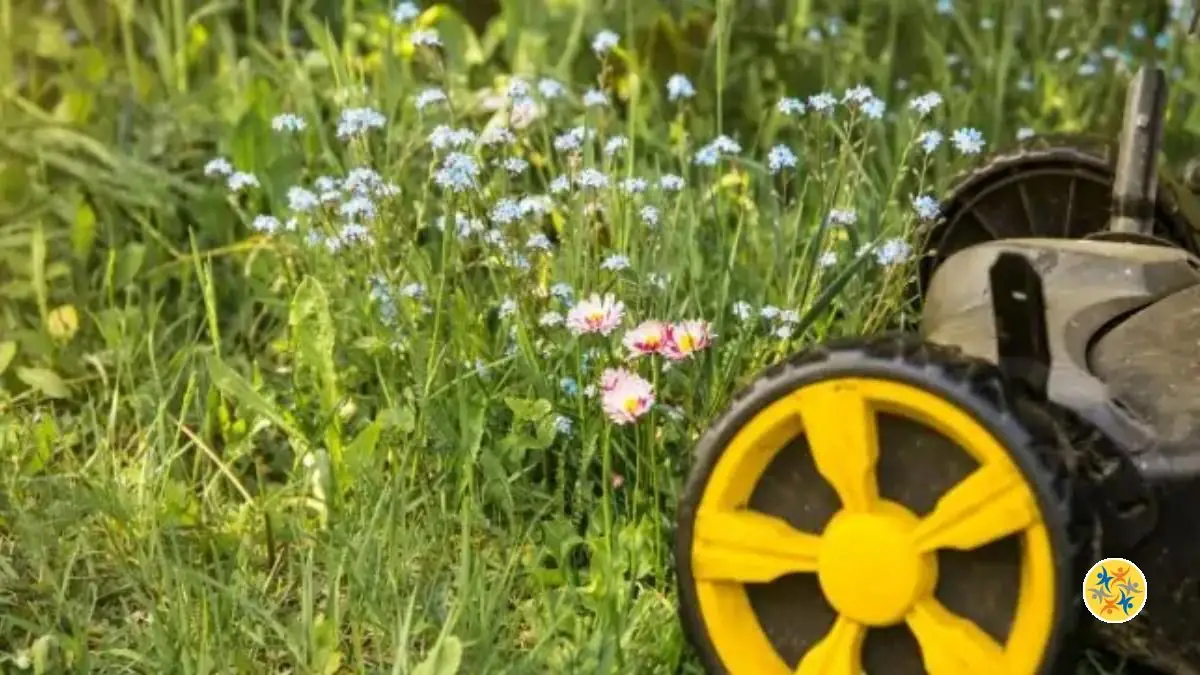 3 Conseils pour une Tonte Différenciée Réussie et un Jardin plus Beau