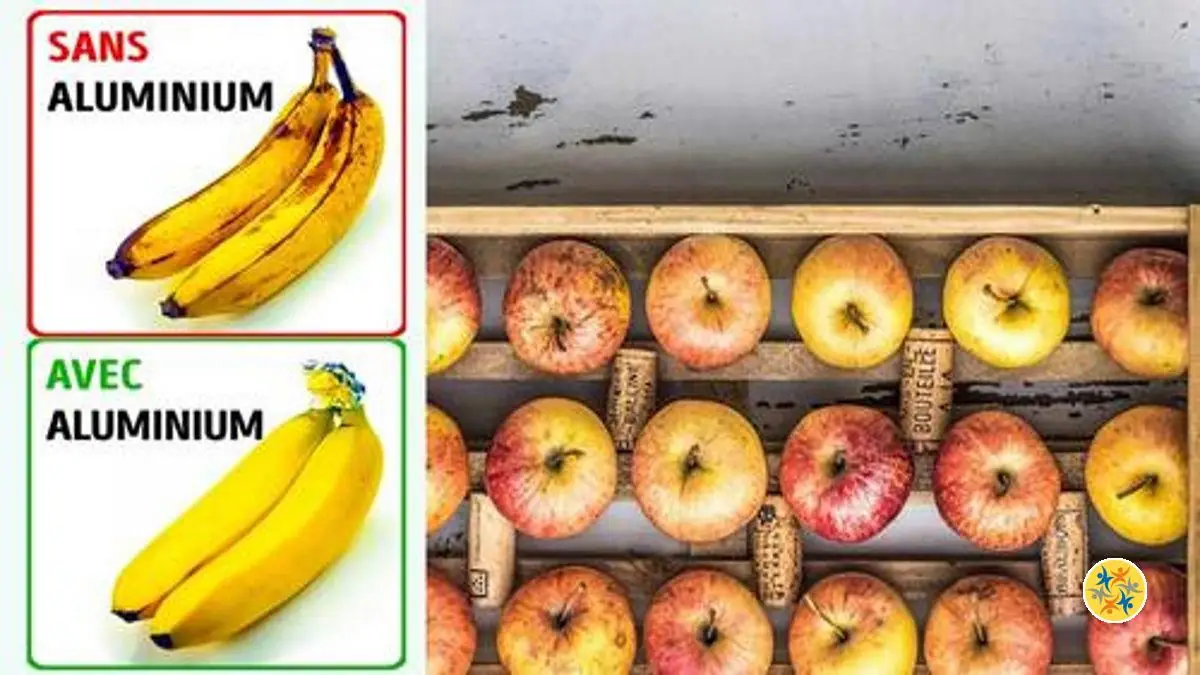 Comment Conserver les Fruits et les Légumes Plus Longtemps