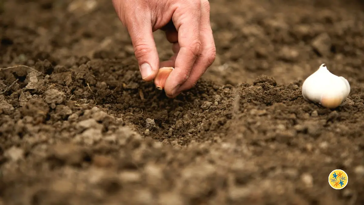 Plantez une gousse, récoltez de l’ail chaque année