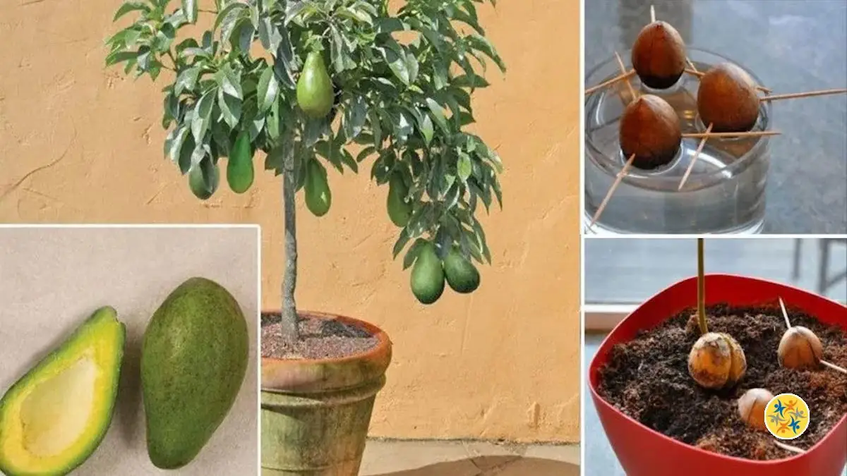 Comment Profiter d'un Noyau d'Avocat pour Cultiver Votre Propre Avocatier?