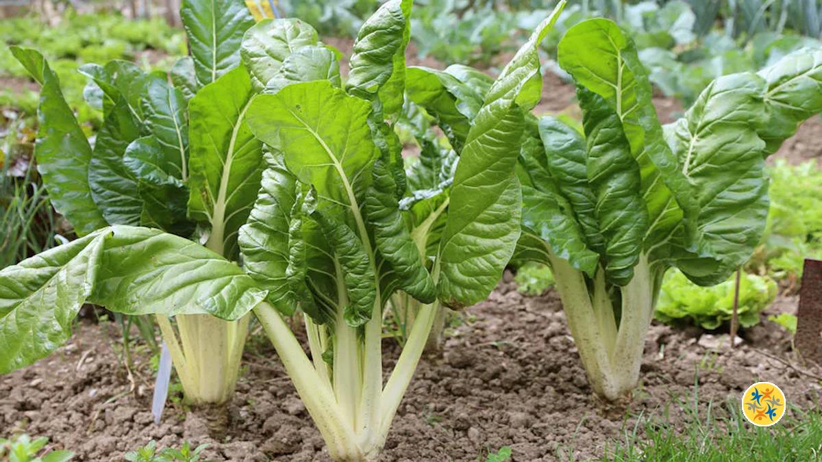 Cultiver les Blettes en se laissant Guider par la Lune