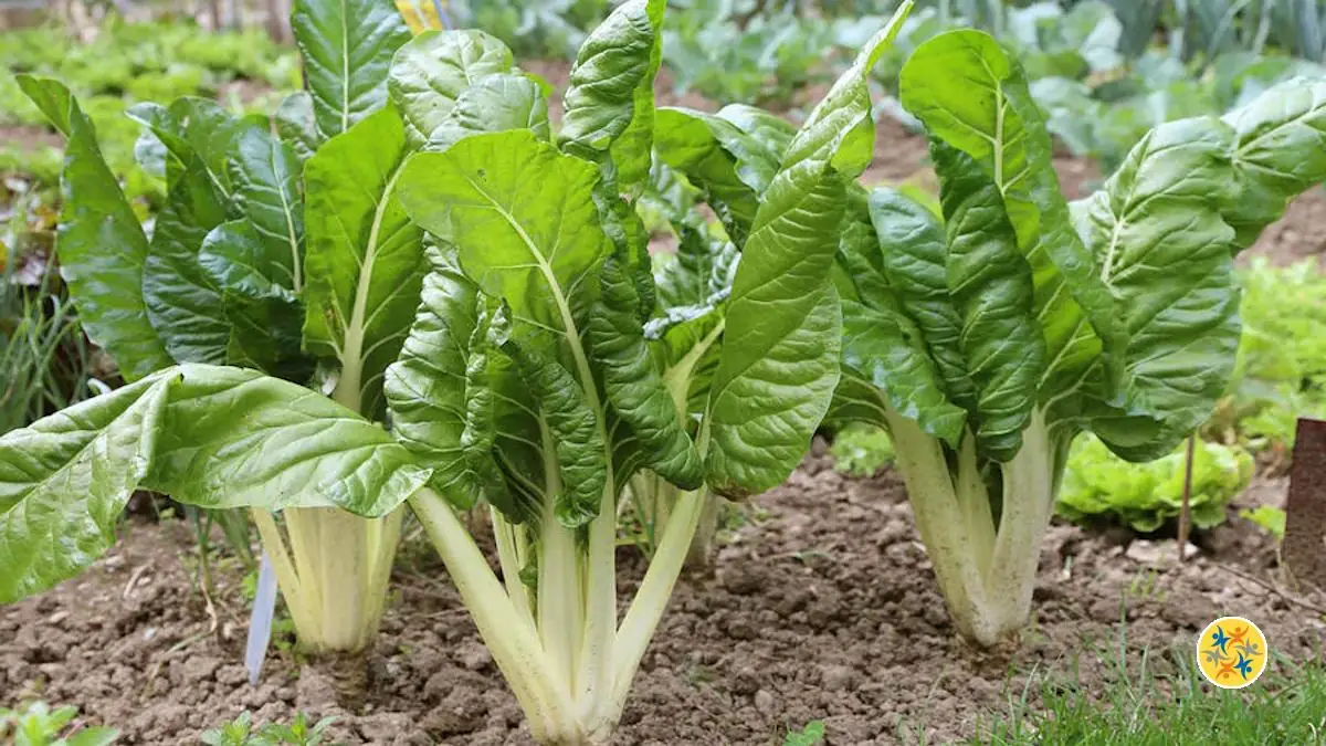 Cultiver les Blettes en se laissant Guider par la Lune