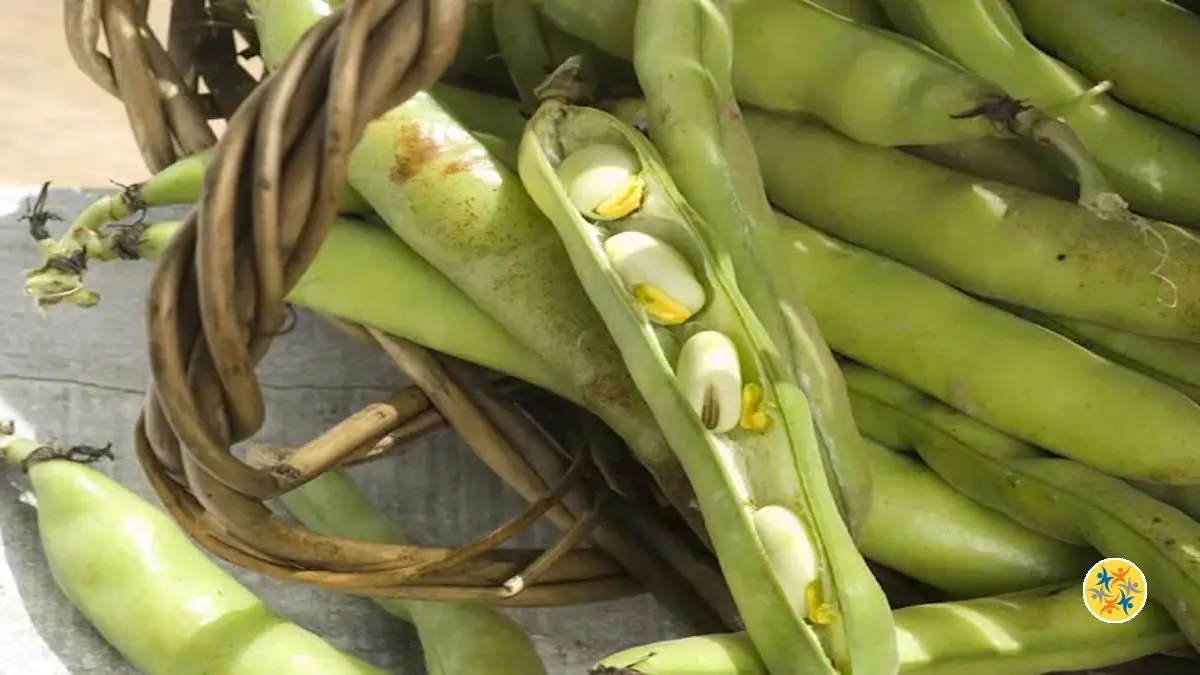 Le Guide pour Cultiver la Fève en suivant le Calendrier Lunaire