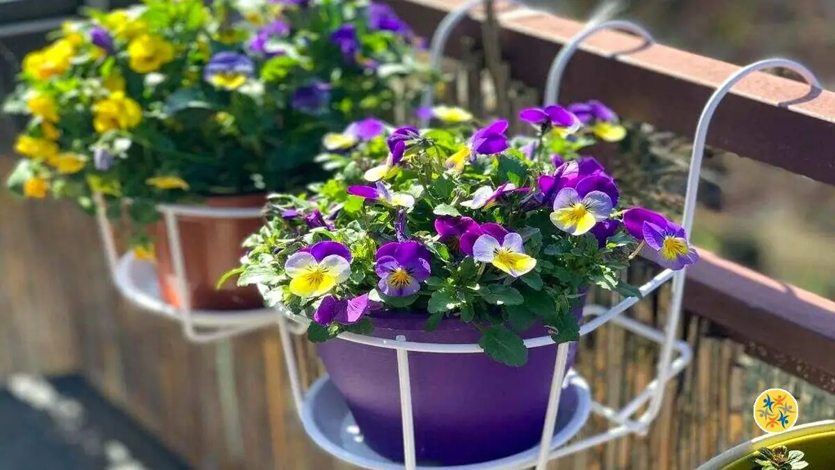 6 Fleurs pour Transformer votre Balcon en Oasis Colorée