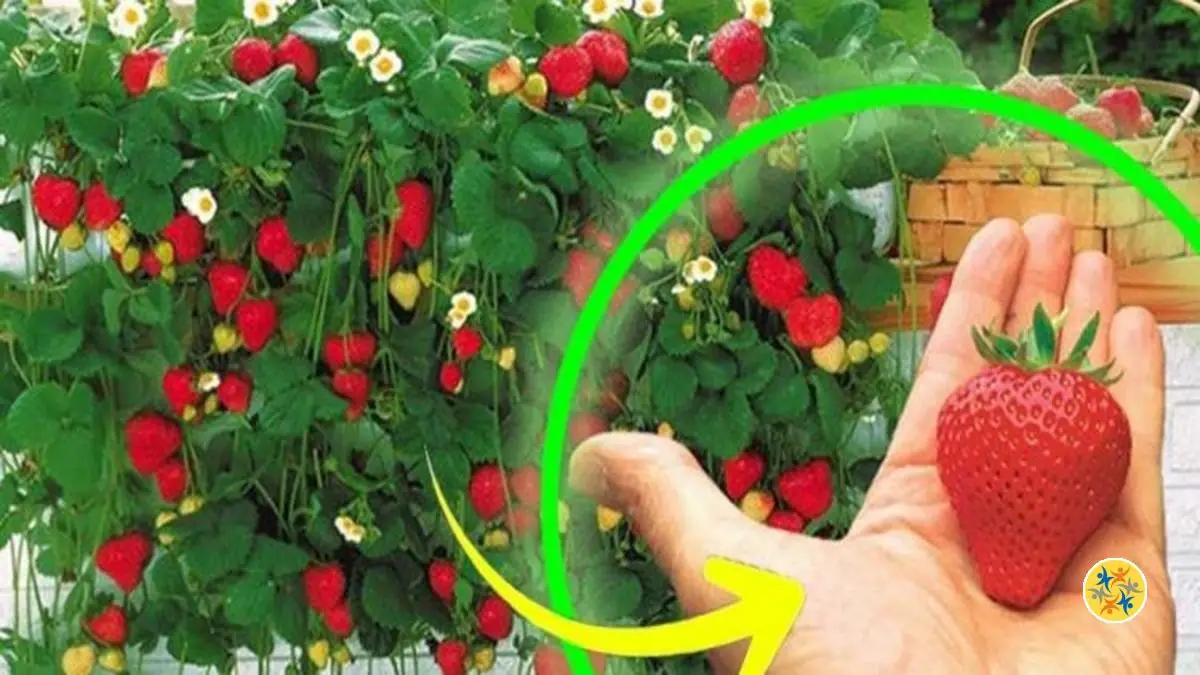 Comment Cultiver un Fraisier en respectant 4 Règles