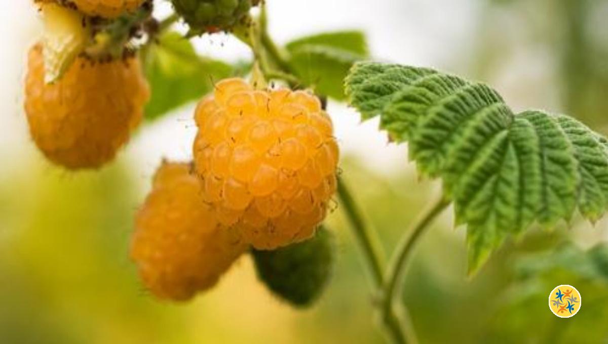 Possibilité de Cultiver 8 Fruits Rouges dans des Pots et les Infos l ...