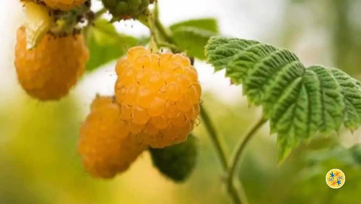 Possibilité de Cultiver 8 Fruits Rouges dans des Pots et les Infos l ...