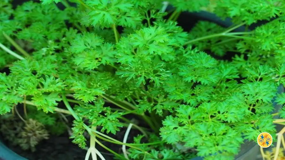 Faites Pousser le Persil à la Maison et Admirez sa Récolte