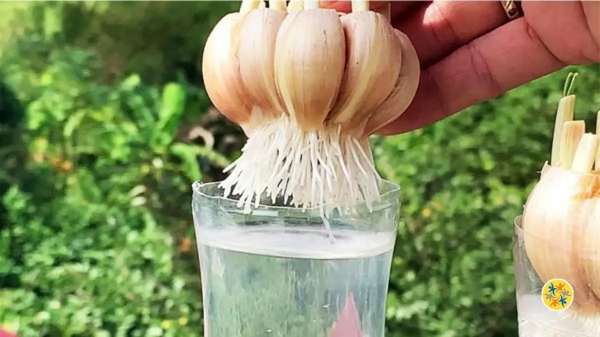 La Culture D'Ail à la Maison Pratique et Rapide en Seulement 5 Étapes