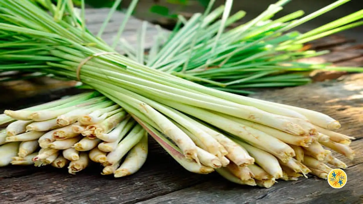 La Citronnelle que vous Pouvez faire Pousser à partir des Tiges