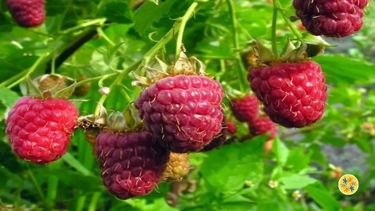 5 Choses à Découvrir à propos des Framboises et de leur Culture