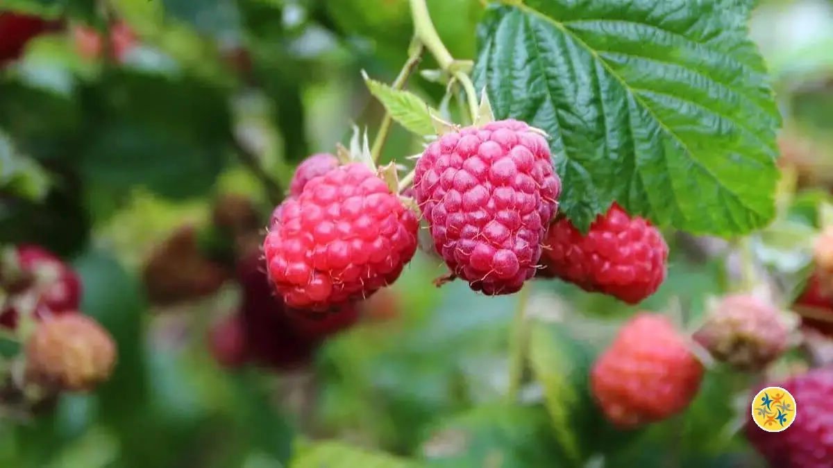 Culture de Framboisier: 8 Règles à Respecter