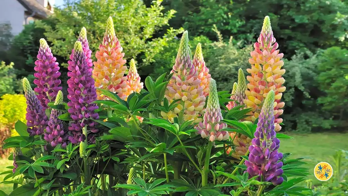 6 Conseils Pour Cultiver le Lupin Dans Votre Jardin