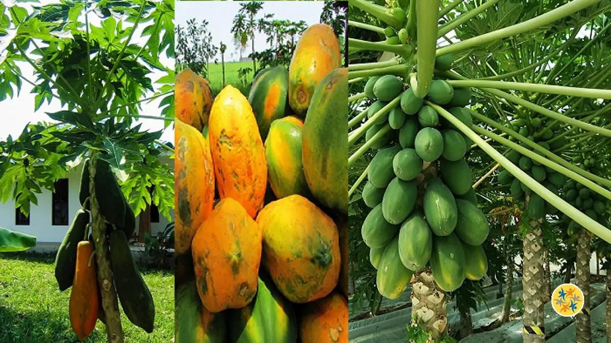 Guide Pratique : Réussir la Culture de la Papaye dans votre Jardin