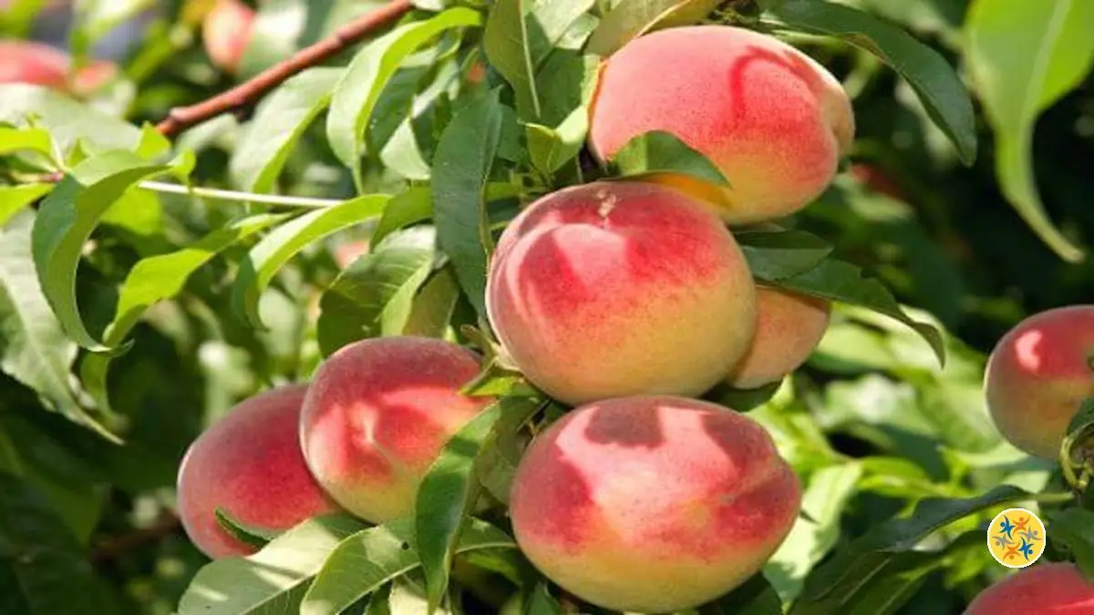Culture de Pêches à partir d’un Simple Noyau